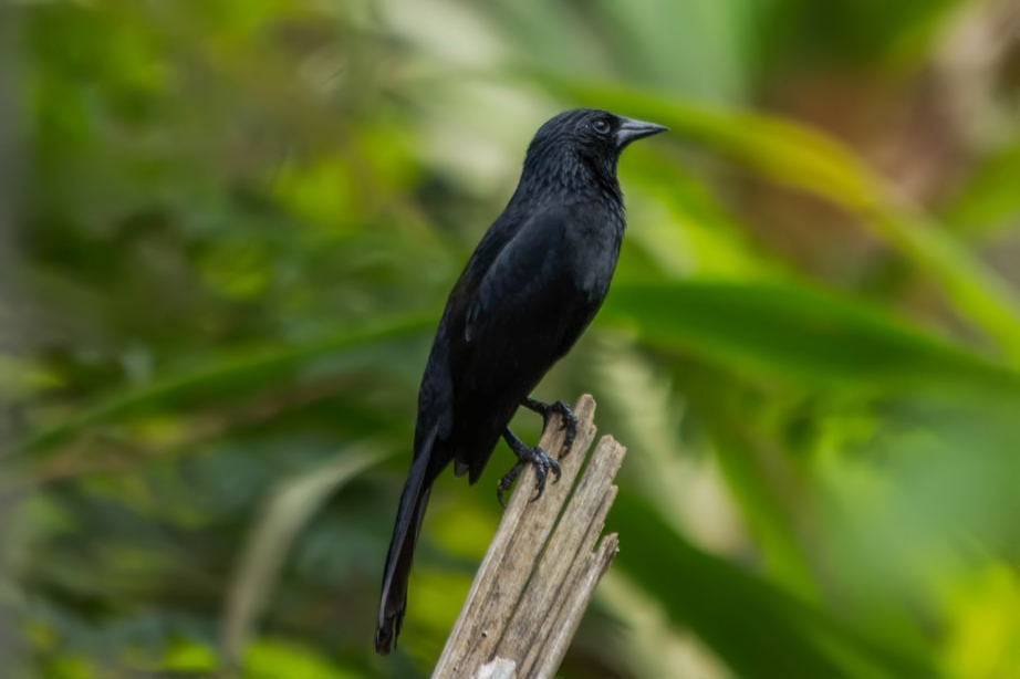 Forbes's Blackbird in September 2015 by Roberto De Oliveira Silva ...
