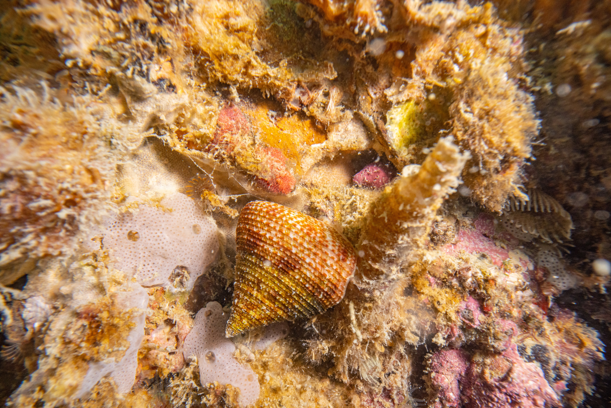 Maurea pellucida (Valenciennes, 1846)