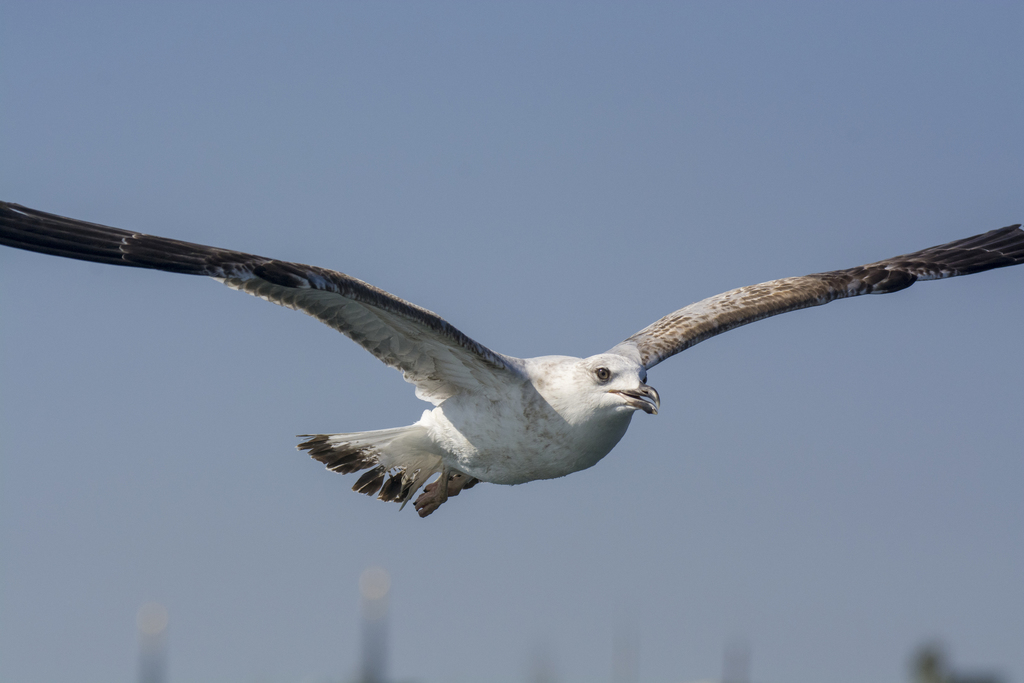 Large White-headed Gulls from European Side, İstanbul, Турция on ...