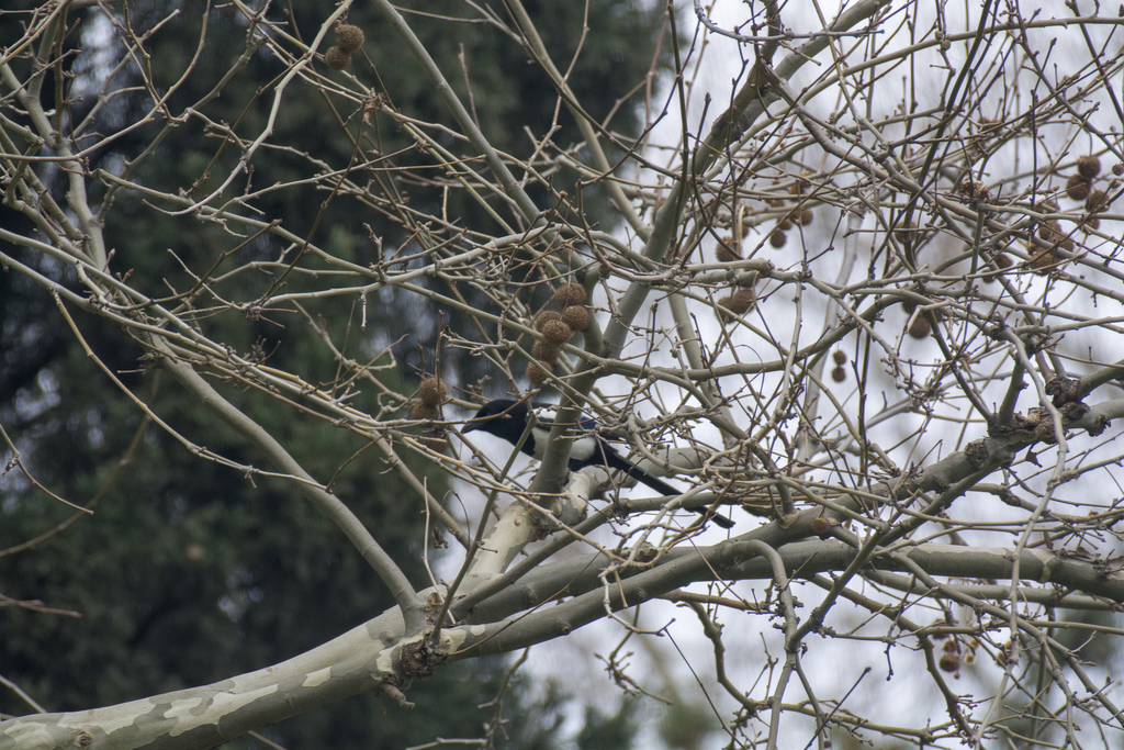 Eurasian Magpie from European Side, İstanbul, Турция on February 22 ...