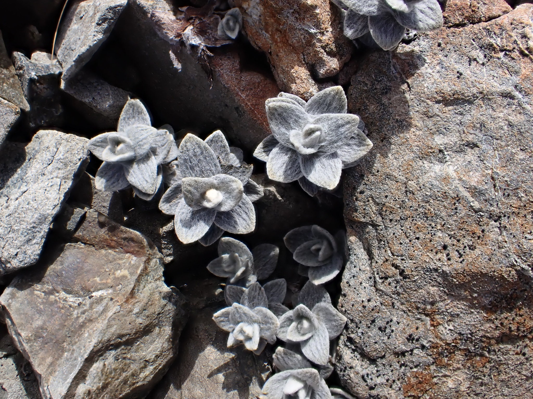 Haastia sinclairii Hook.fil.