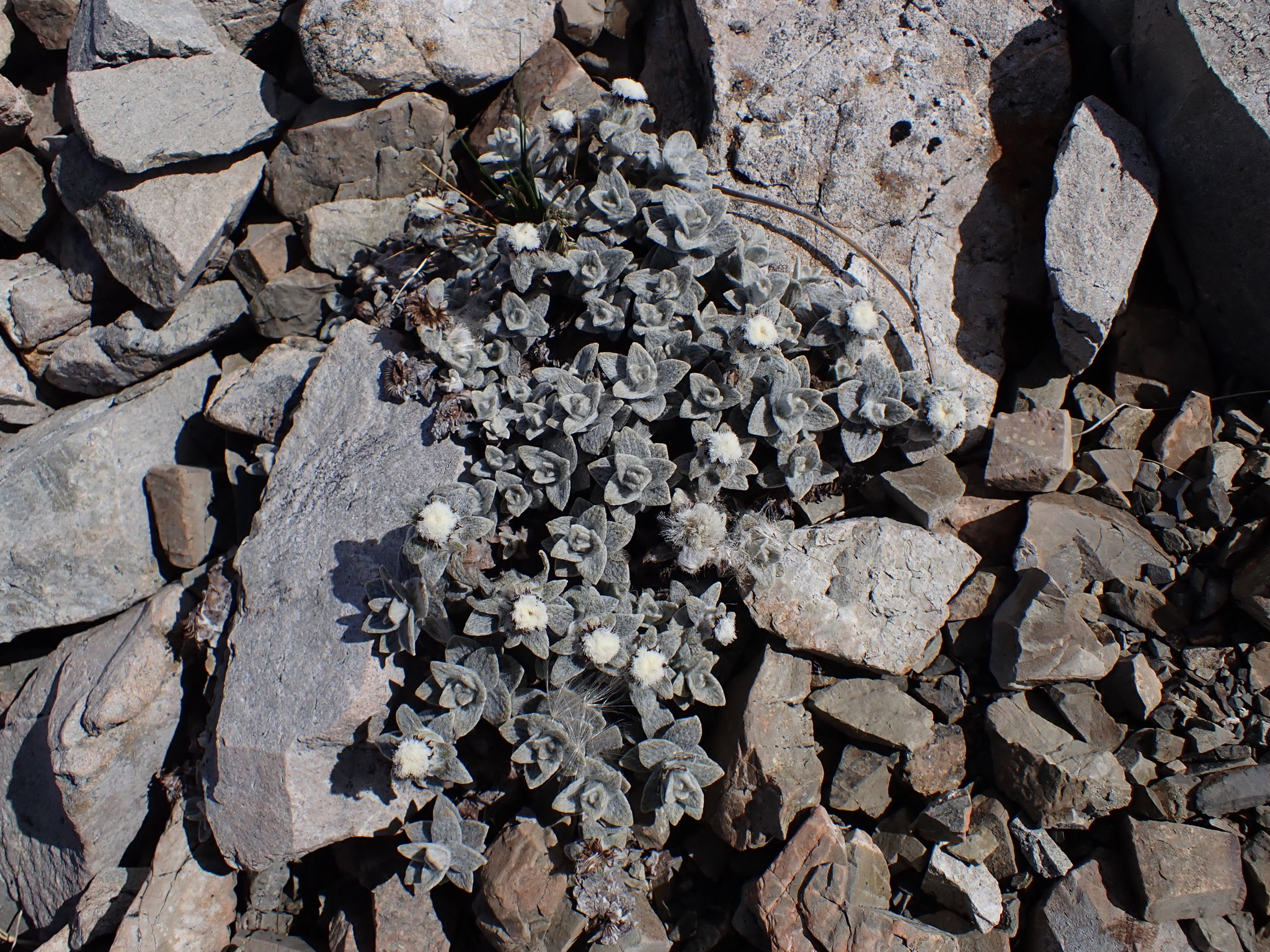 Haastia sinclairii Hook.fil.