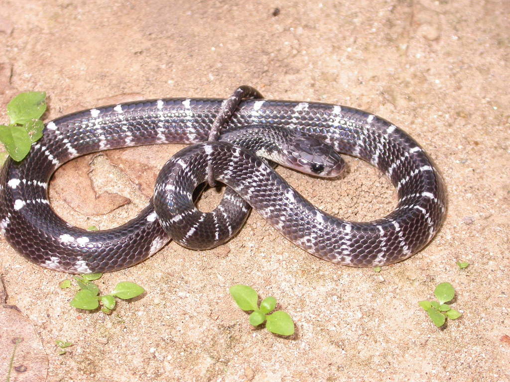 Common Krait from Bharatpur 44200, Nepal on July 26, 2003 at 08:04 AM ...