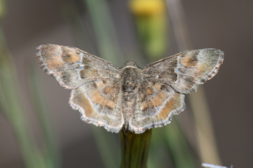 Arizona Powdered-Skipper (Butterflies of San Diego County) · iNaturalist