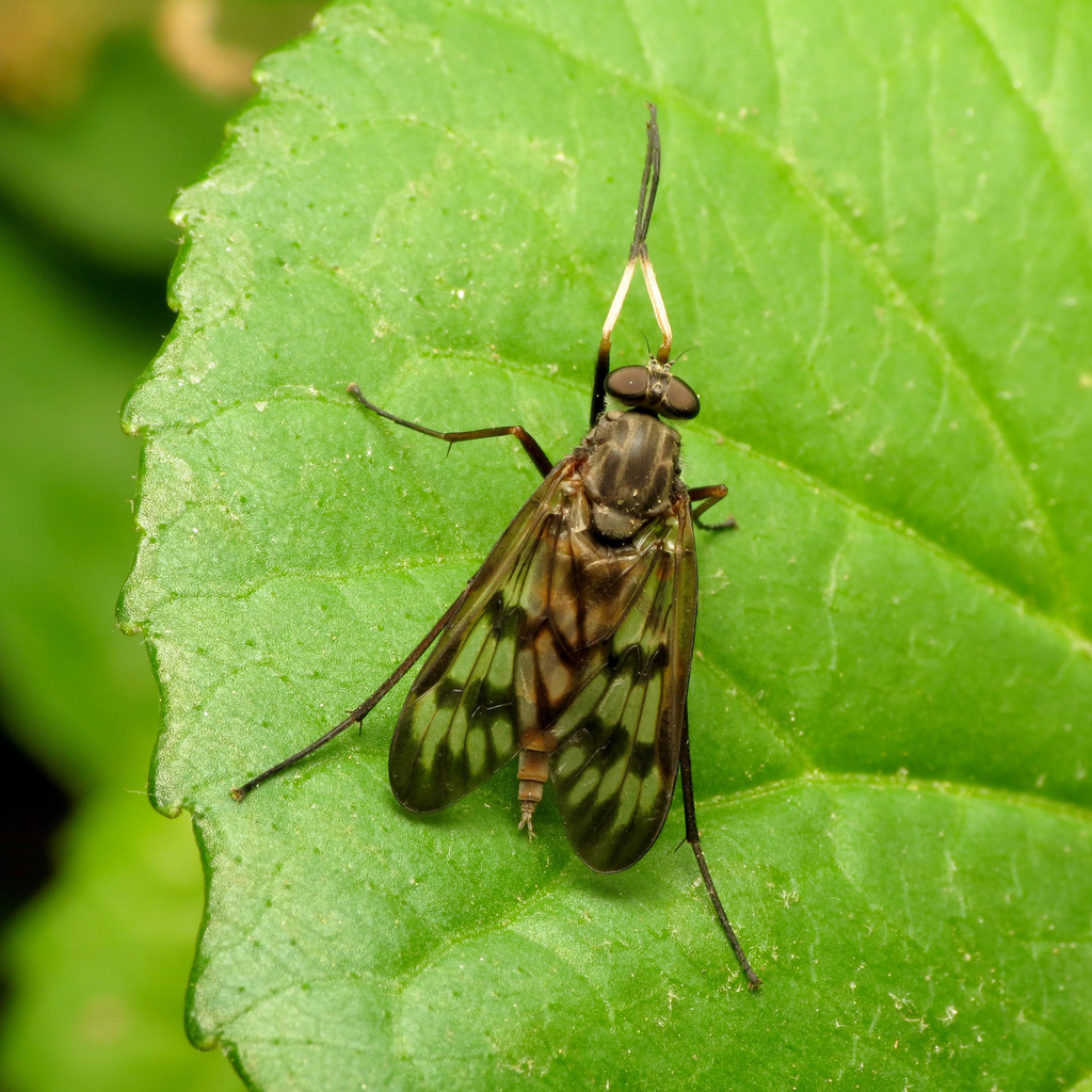 Common Snipe Fly (Seney and the Surrounding Areas Pollinators ...