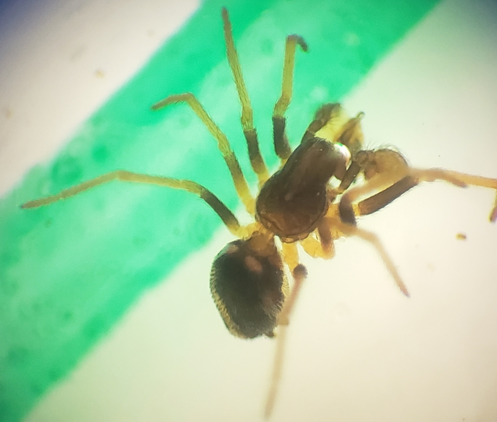 Macrobunidae from Camdeboo Local Municipality, South Africa on February ...