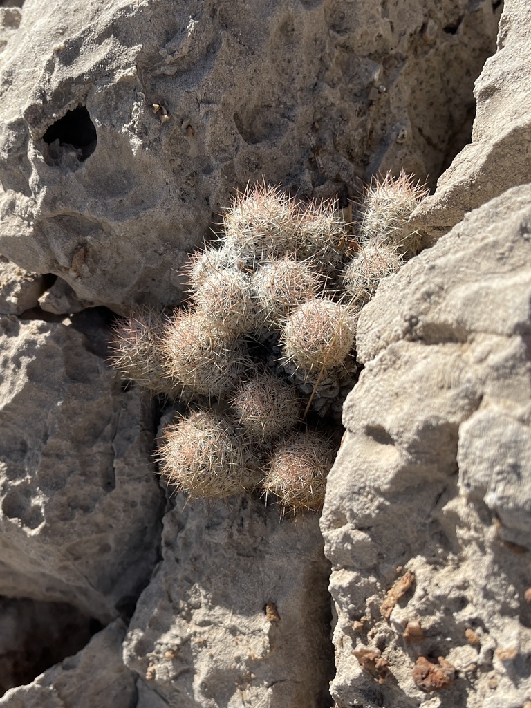 Sneed's Foxtail Cactus in February 2022 by CK Kelly · iNaturalist