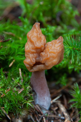 Genus Paragyromitra · iNaturalist