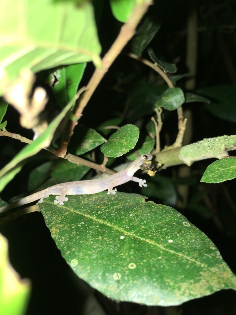 Indo-Pacific Slender Gecko from Saddle Peak, North And Middle Andaman ...