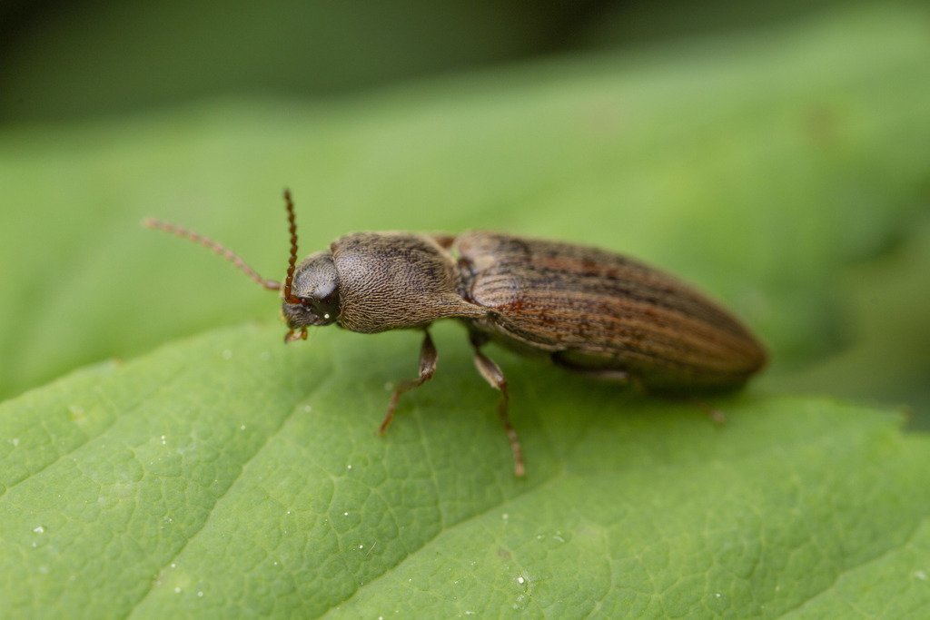 Lined Click Beetle (Introduced Species of Uplands Park, Oak Bay, BC ...