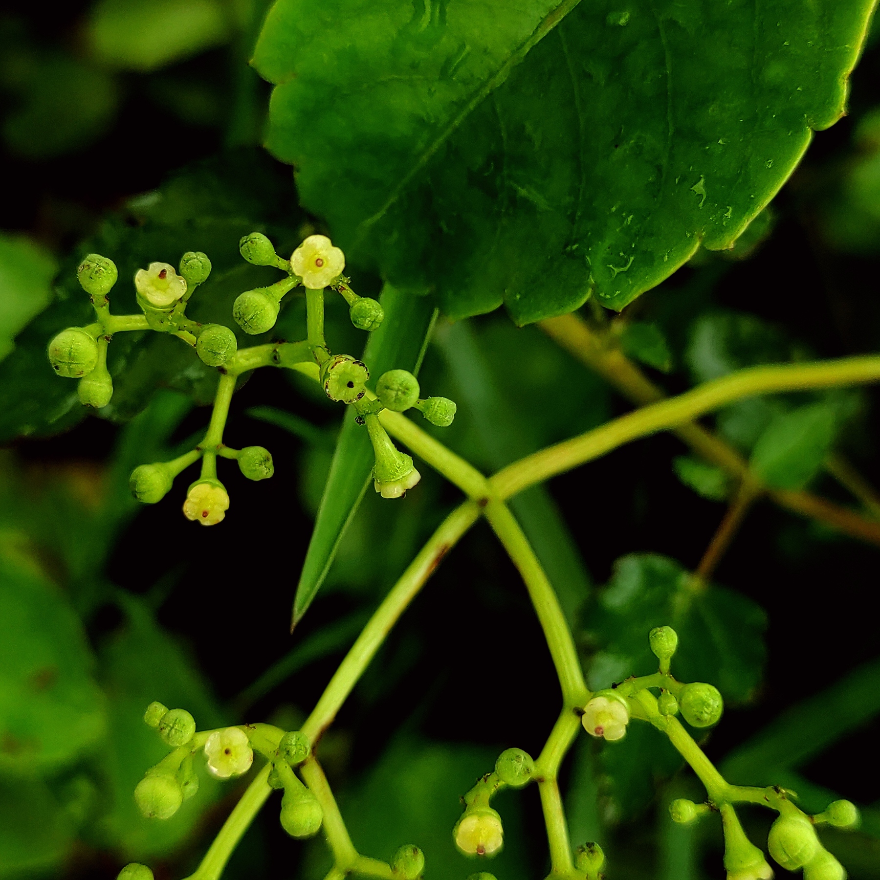 Causonis trifolia (L.) Mabb. & J.Wen
