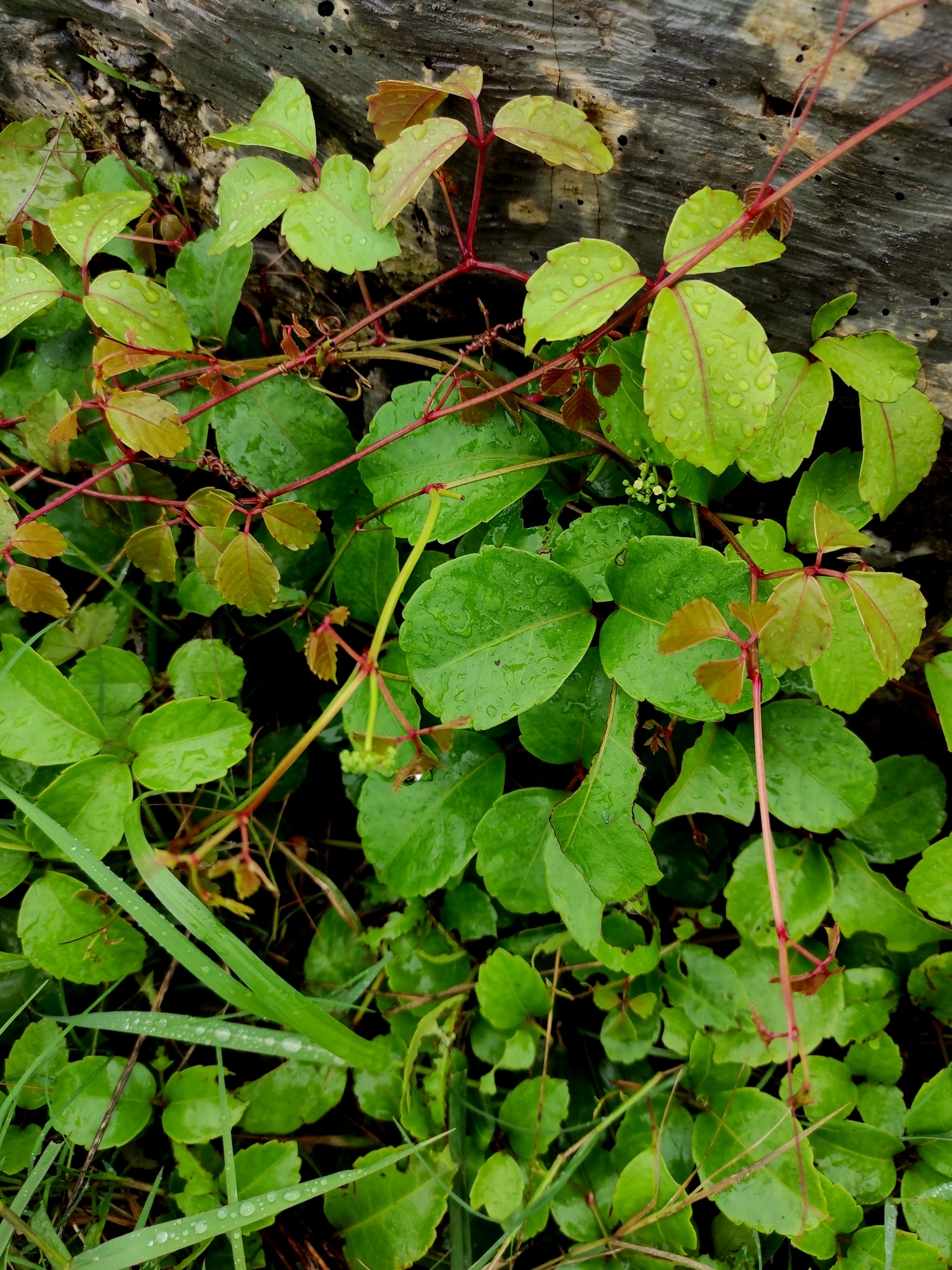 Causonis trifolia (L.) Mabb. & J.Wen