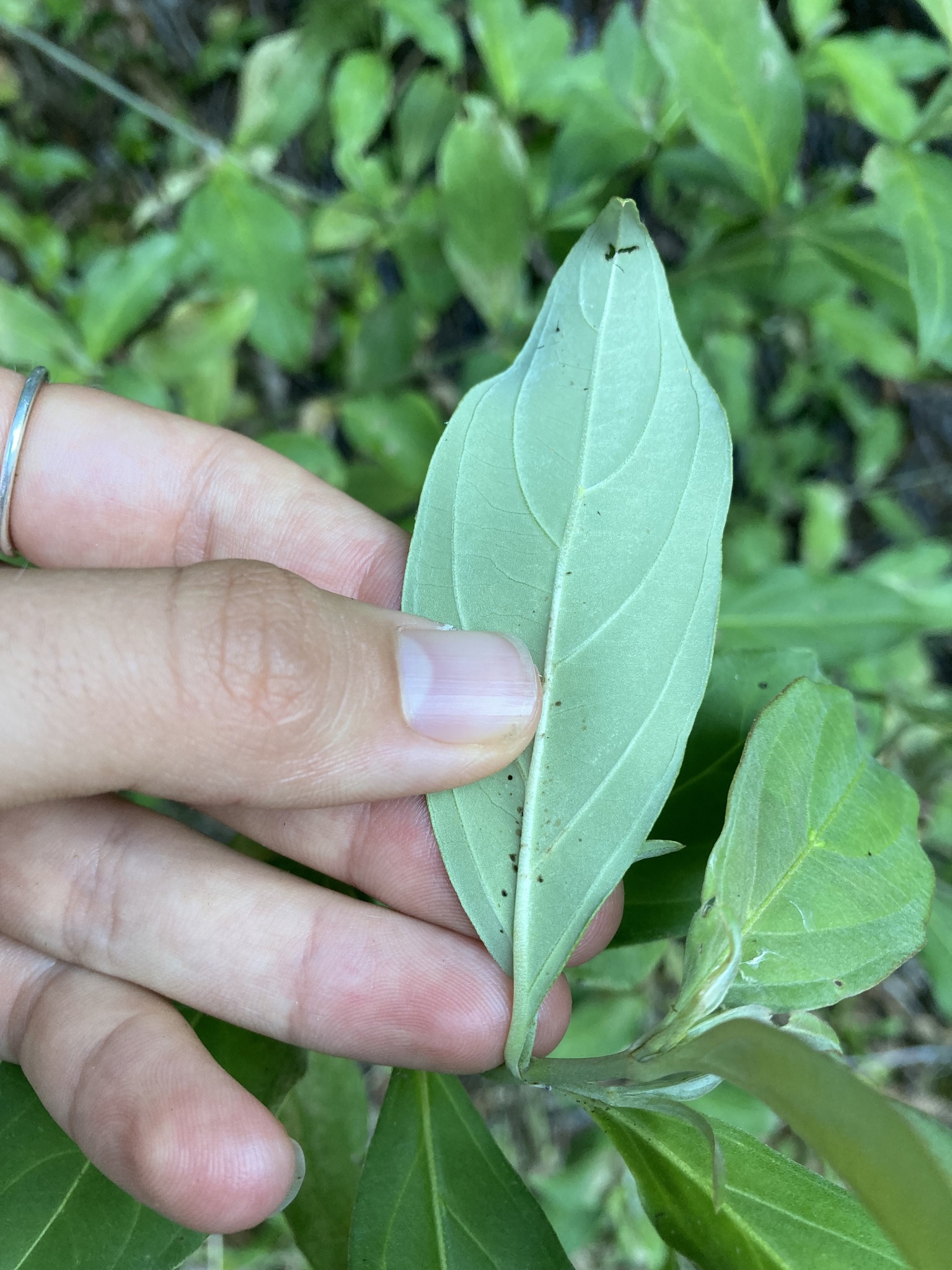 Cornus capitata Wall.