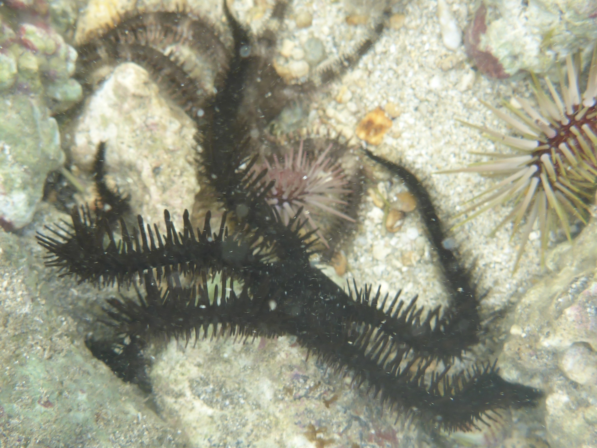 Ophiocoma erinaceus Müller & Troschel, 1842