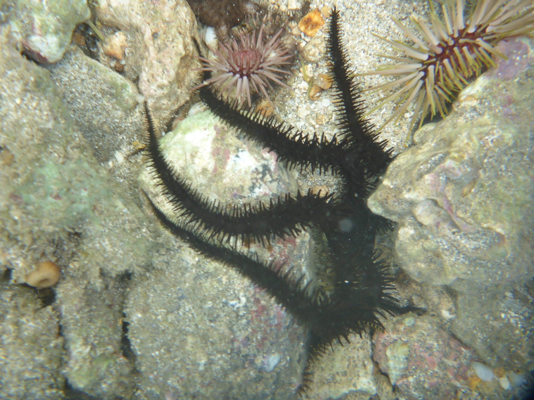 Ophiocoma erinaceus Müller & Troschel, 1842