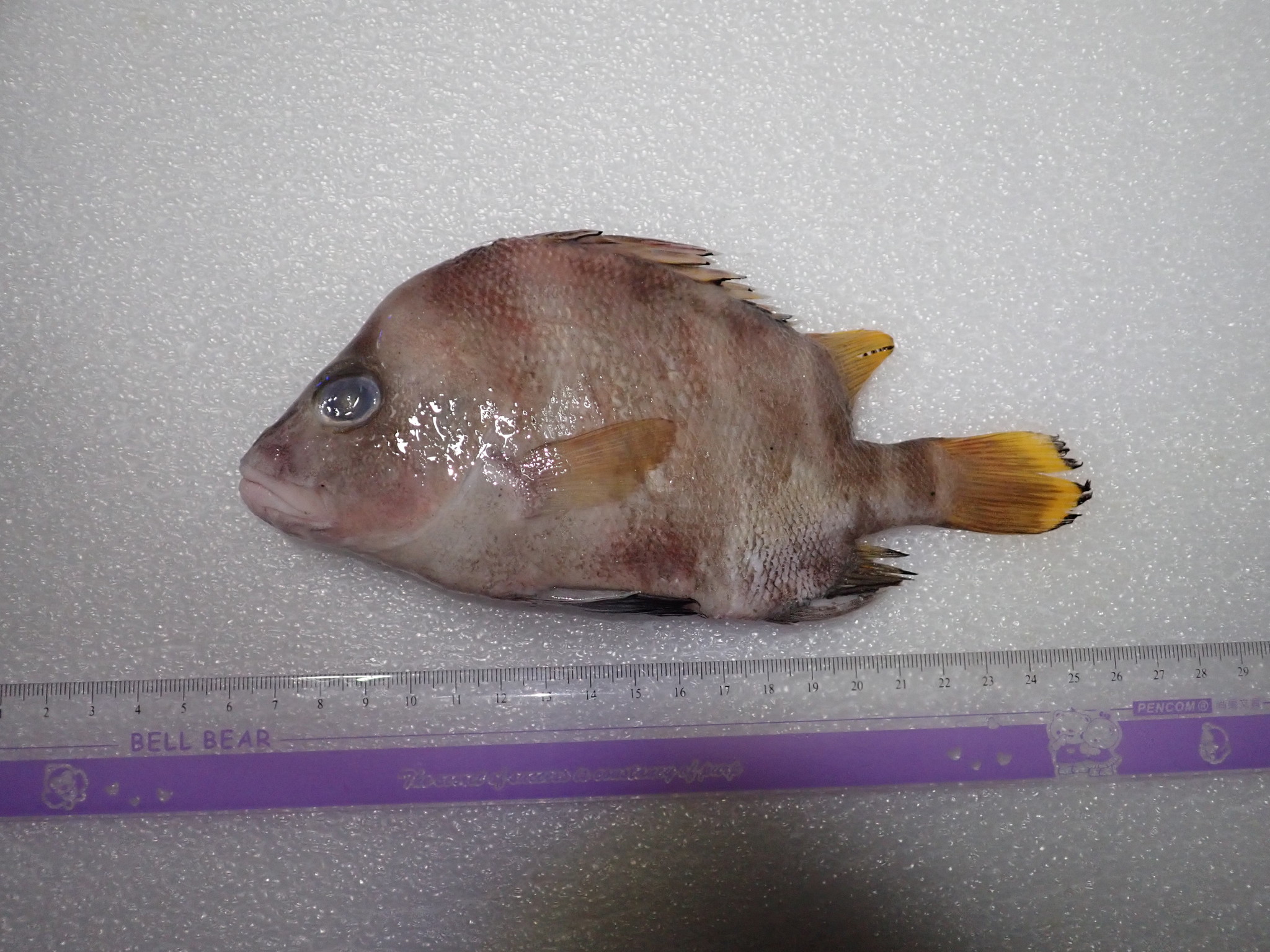 Hapalogenyidae
