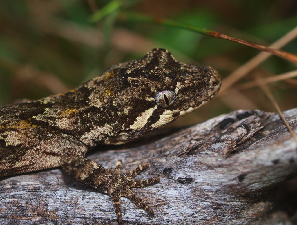 Ngahere Gecko (Lizards of Aotearoa ) · iNaturalist
