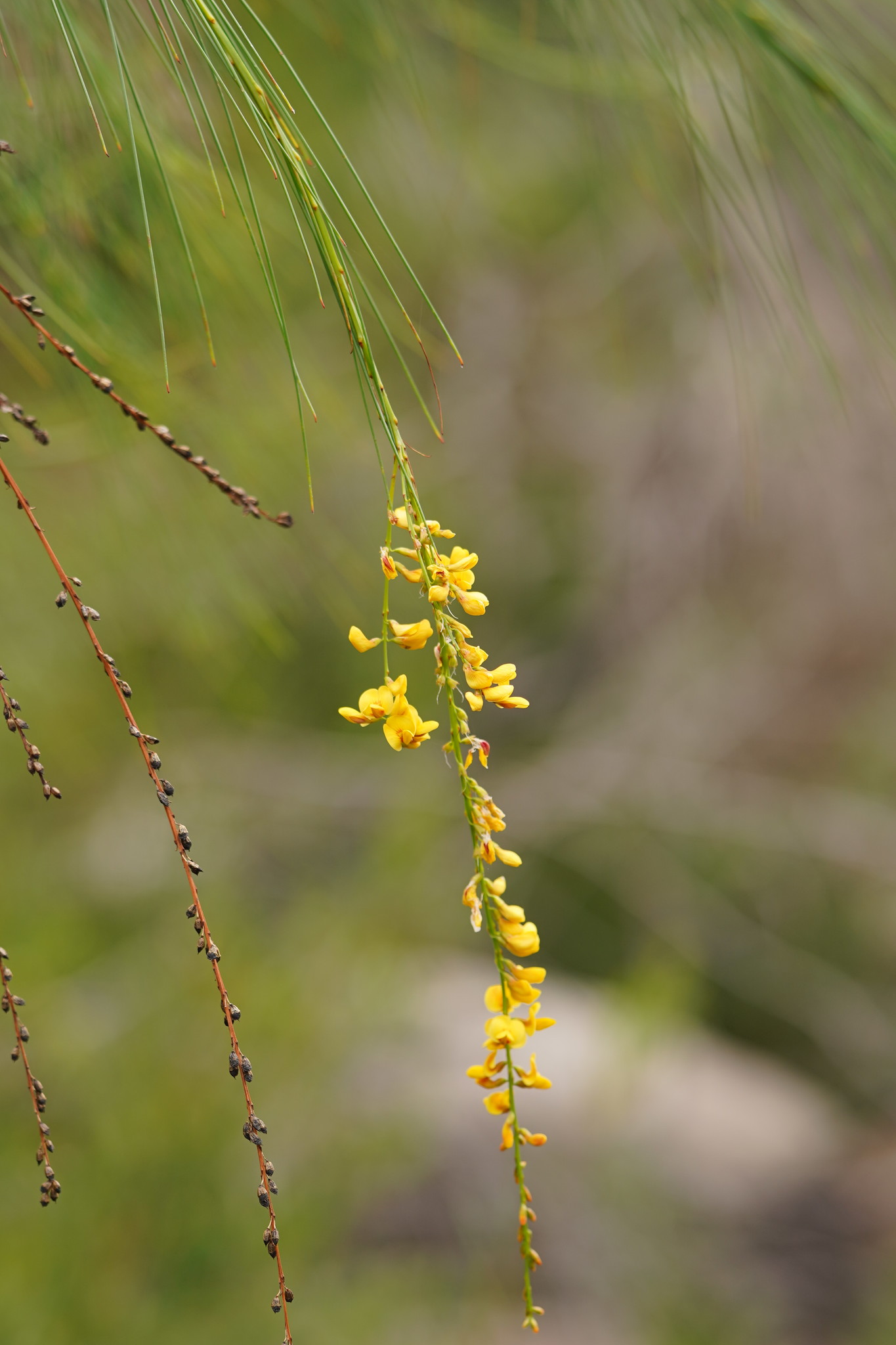 Viminaria juncea (Schrad.) Hoffmanns.