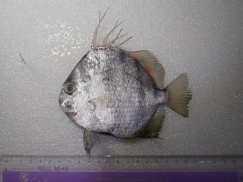 Genus Ephippus · iNaturalist United Kingdom