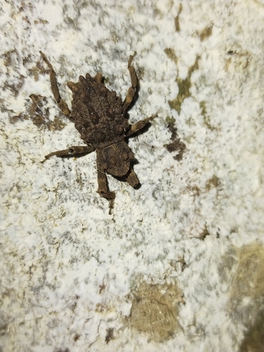 Poropterus intermedius · iNaturalist