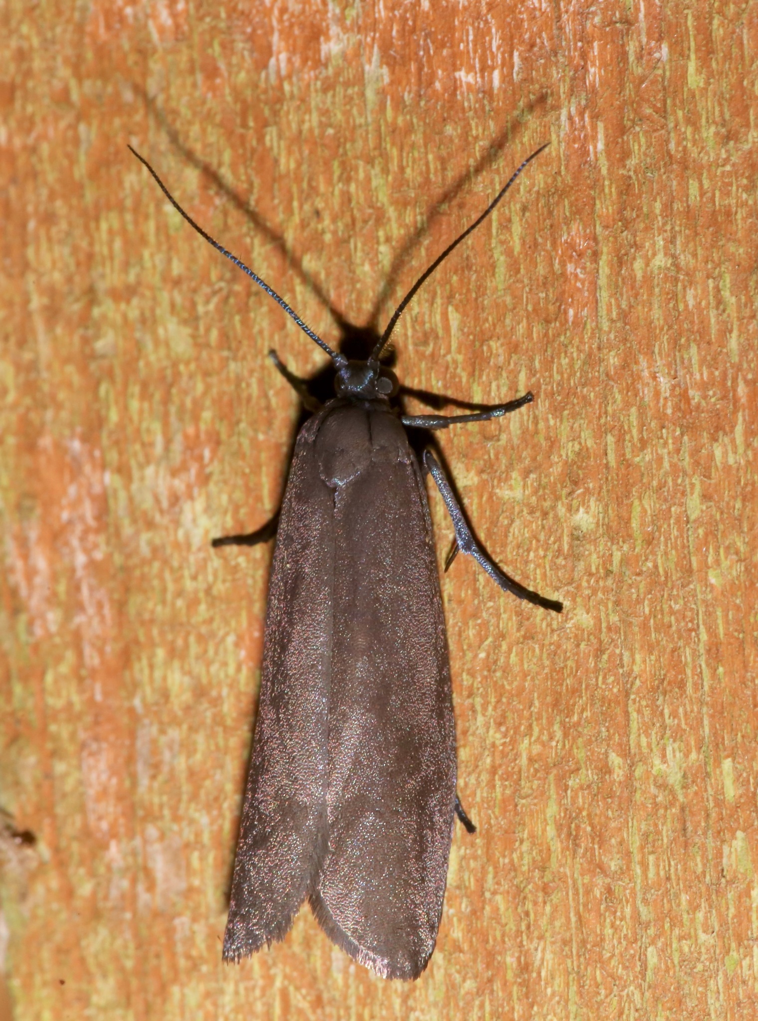 Urodidae