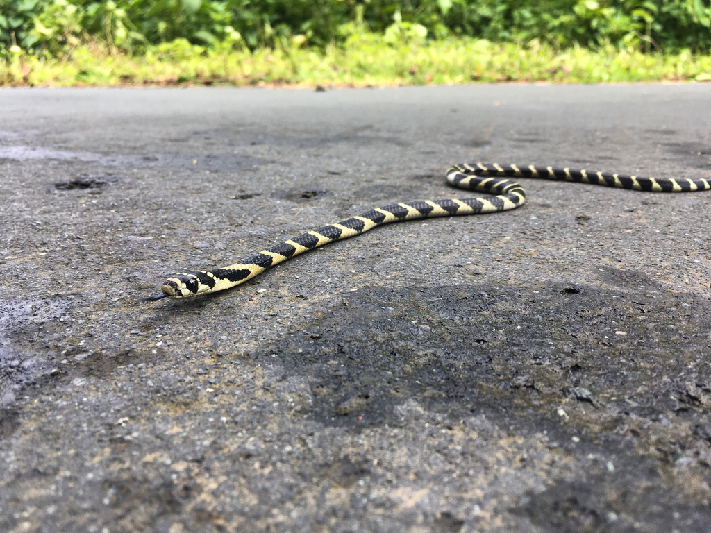 King Cobra from Saddle Peak, North And Middle Andaman, AN, IN on July ...