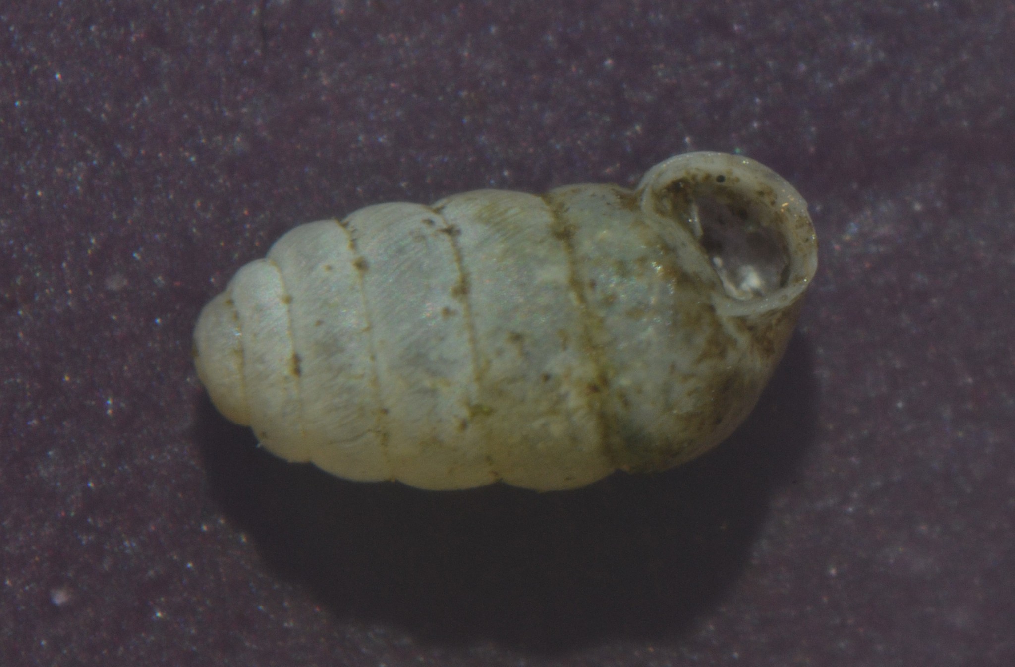 Pupilla muscorum (Linnaeus, 1758)