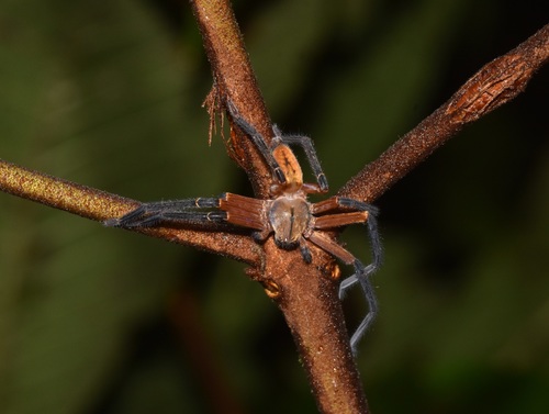 Sadala velox · iNaturalist