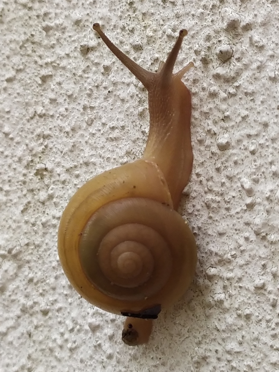 Quantula striata (J.E.Gray, 1834)