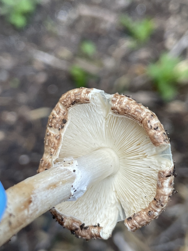 Freckled Dapperling from Our Lady’s Home of Compassion, Island Bay ...
