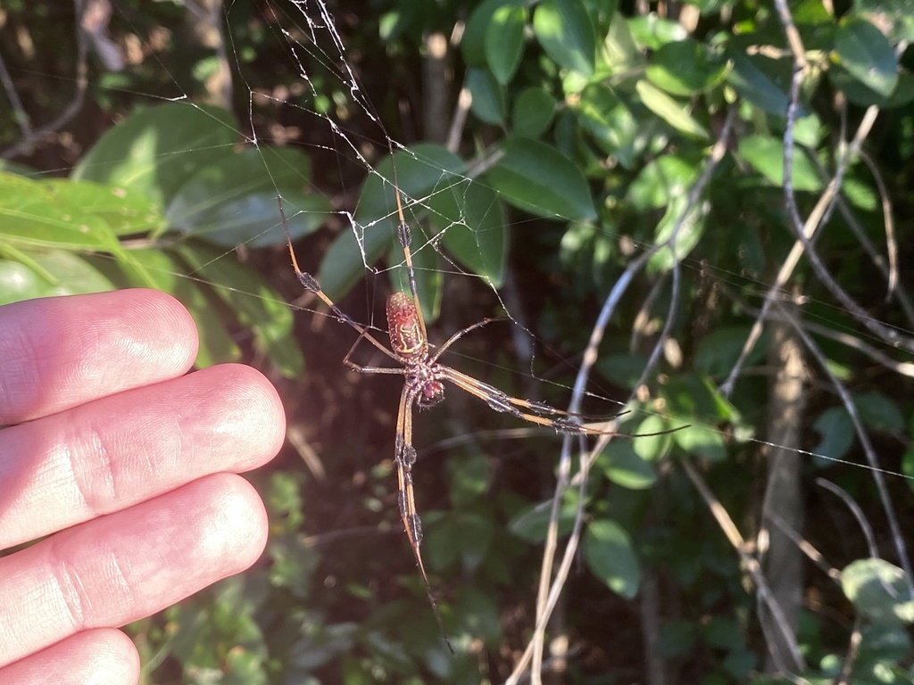 Golden Silk Spider from John Pennekamp Coral Reef State Park, Key Largo ...