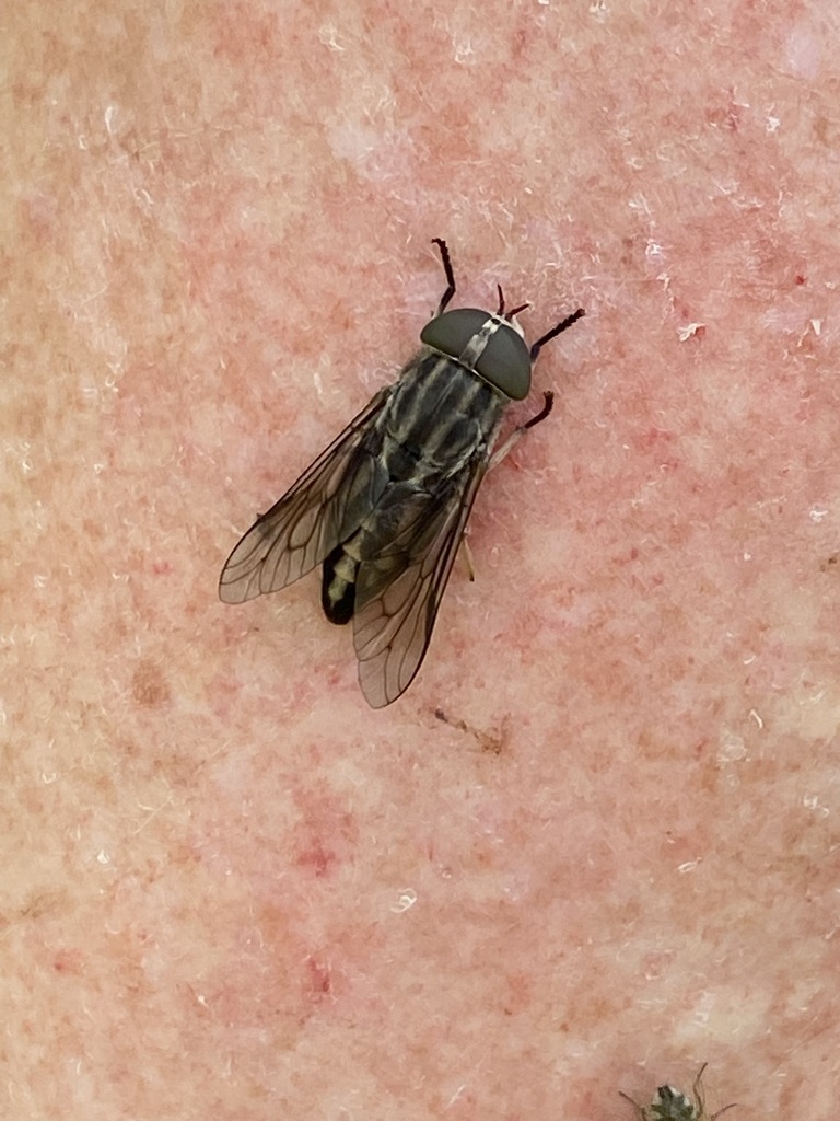 True Horse Flies from Bubye Valley Conservancy, Zimbabwe on February 17 ...
