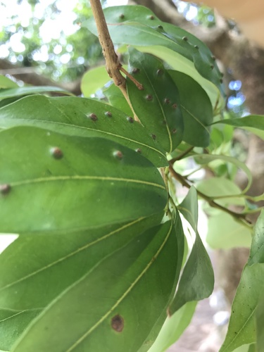 Malay Apple Gall Psyllid (Trioza vitiensis) · iNaturalist
