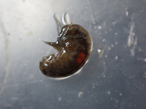 (Acanthocephalus)