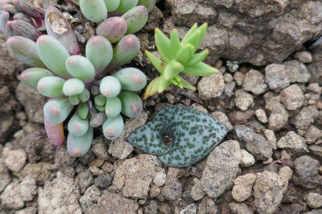 Eastern Hedgehog Lily from Drakensberg District, South Africa on ...
