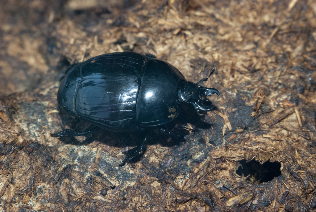 Pachylister inaequalis from Житомирский район, Житомирская область ...