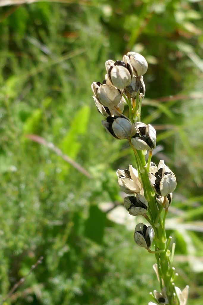 Largecapsule Poison Squills (Macrocentrae) - Botanical Realm