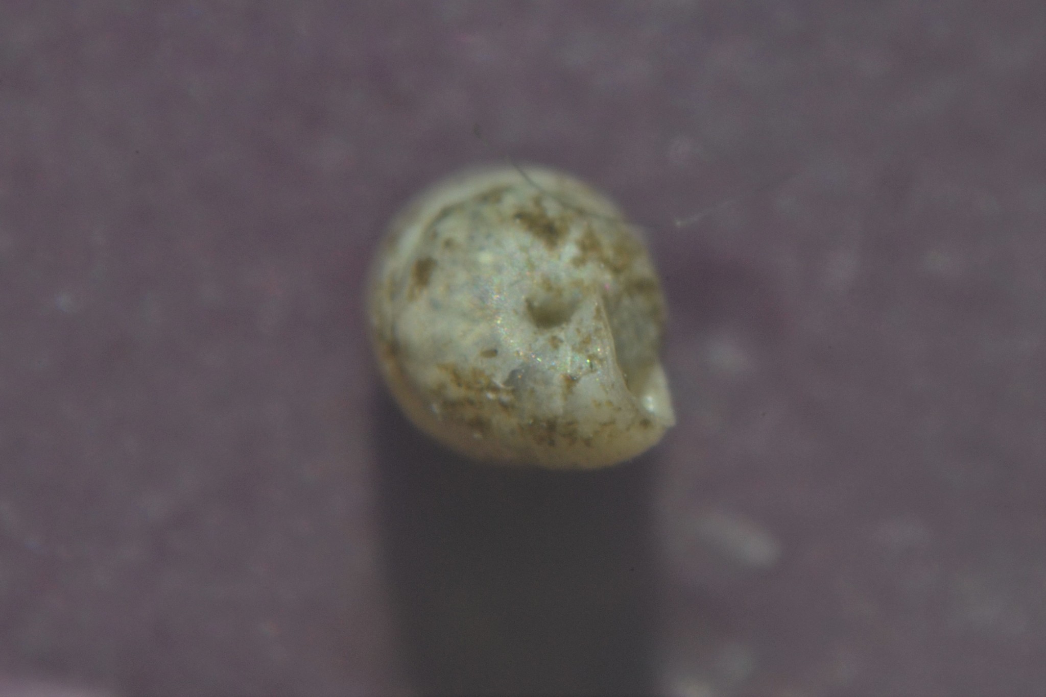 Pupilla muscorum (Linnaeus, 1758)