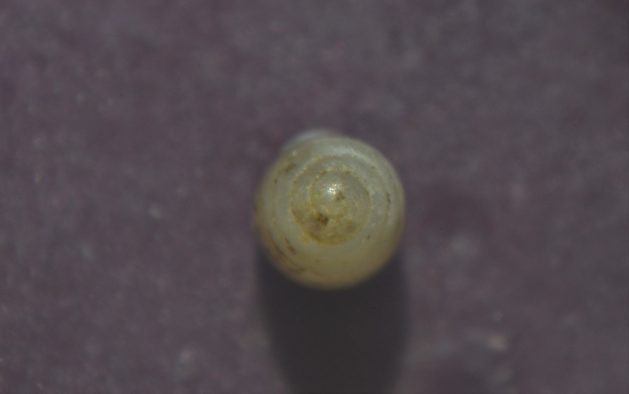 Pupilla muscorum (Linnaeus, 1758)