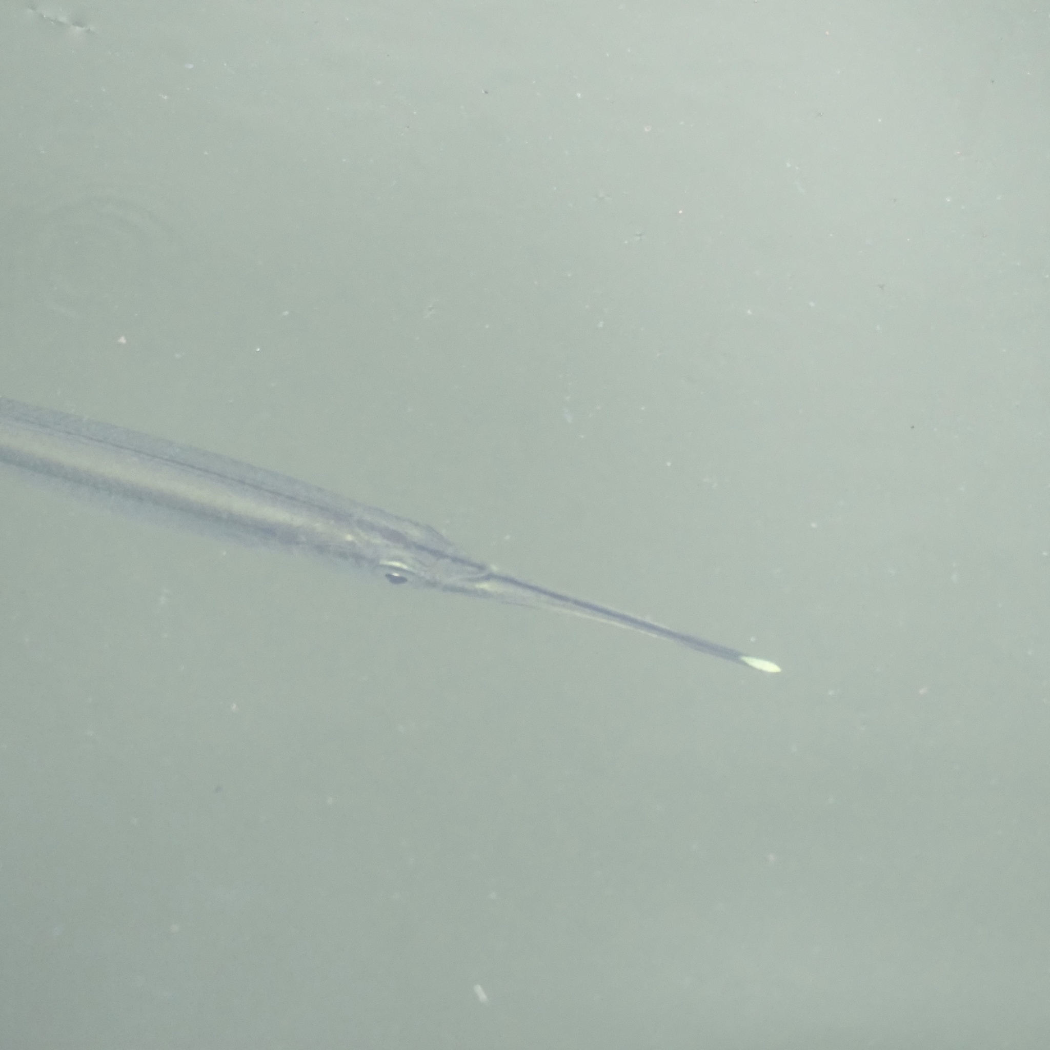 Zenarchopterus buffonis (Valenciennes, 1847)