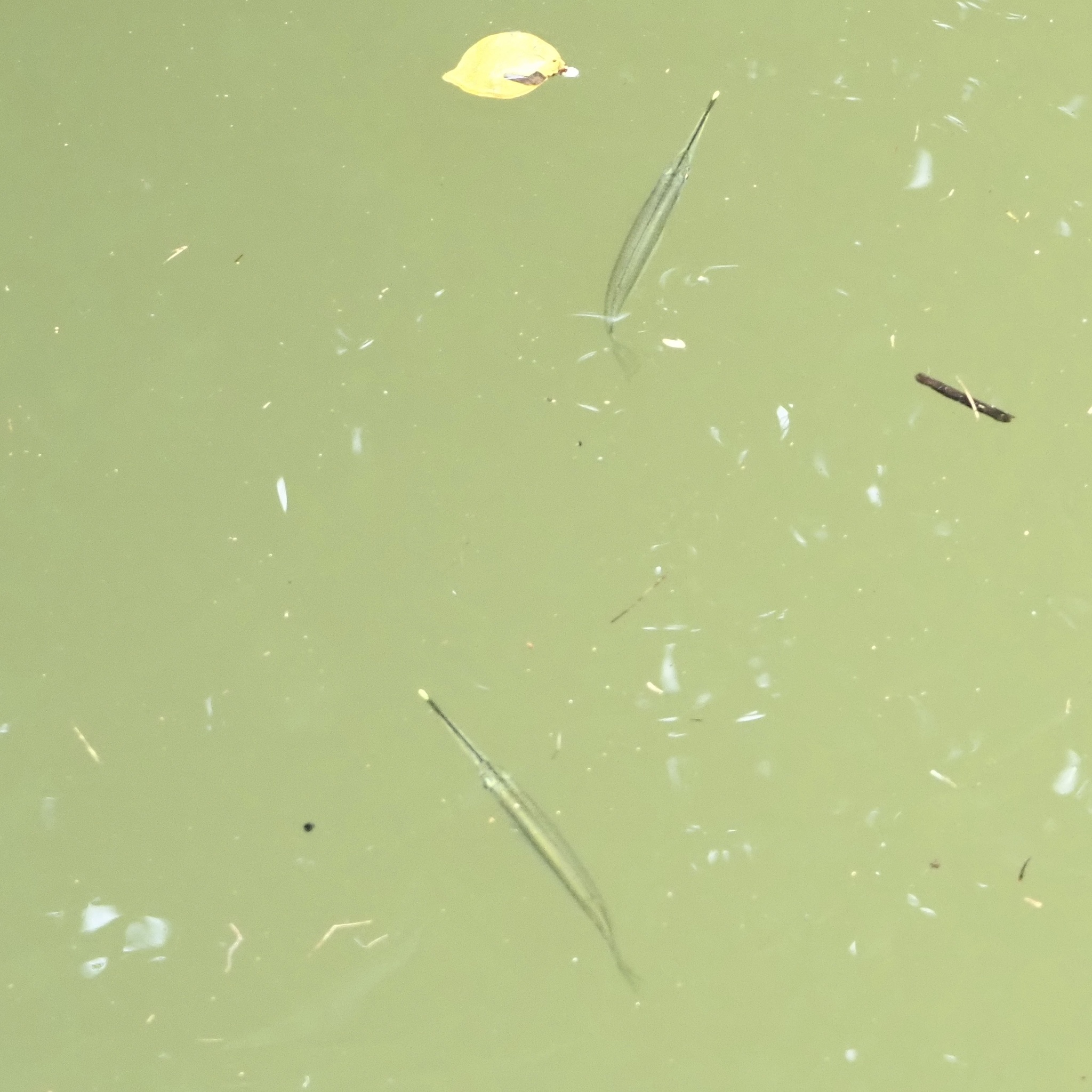 Zenarchopterus buffonis (Valenciennes, 1847)