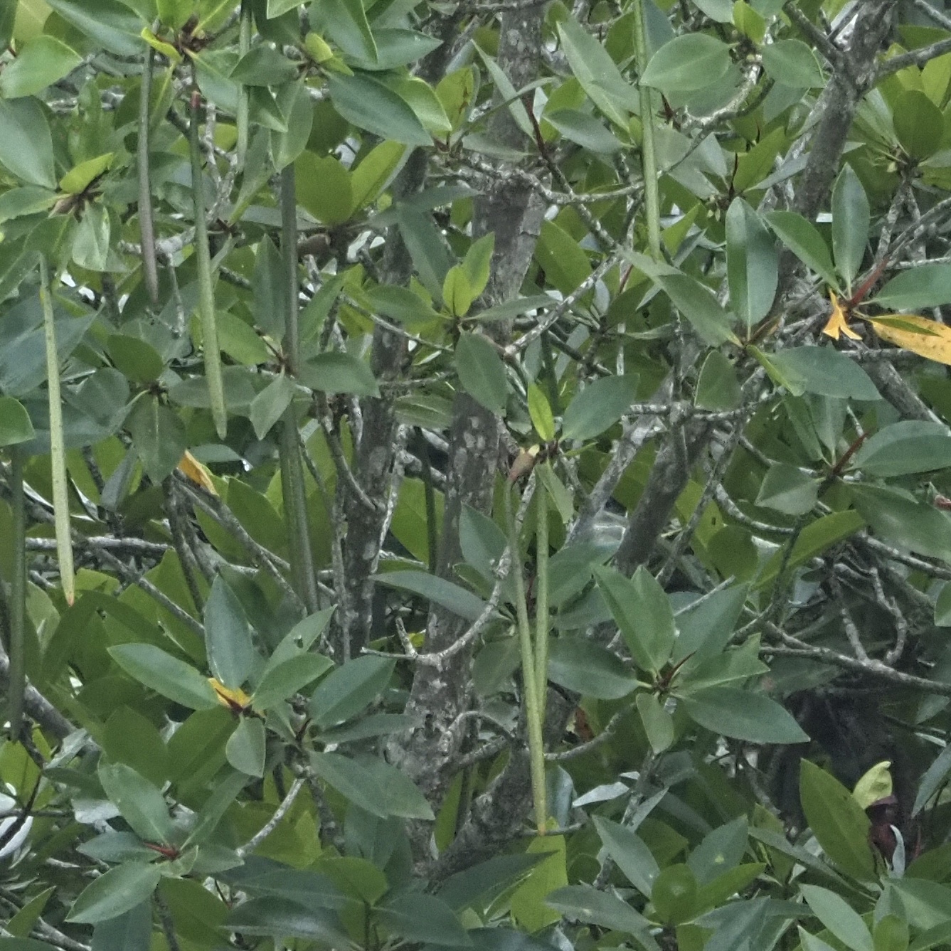 Rhizophora apiculata Blume