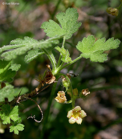mountain gooseberry (Wolf Creek BioBlitz) · iNaturalist