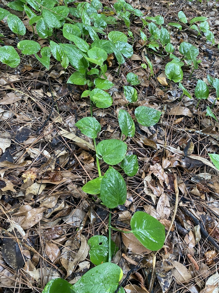 Golden Pothos from West Palm Beach, FL, US on February 22, 2022 at 03: ...