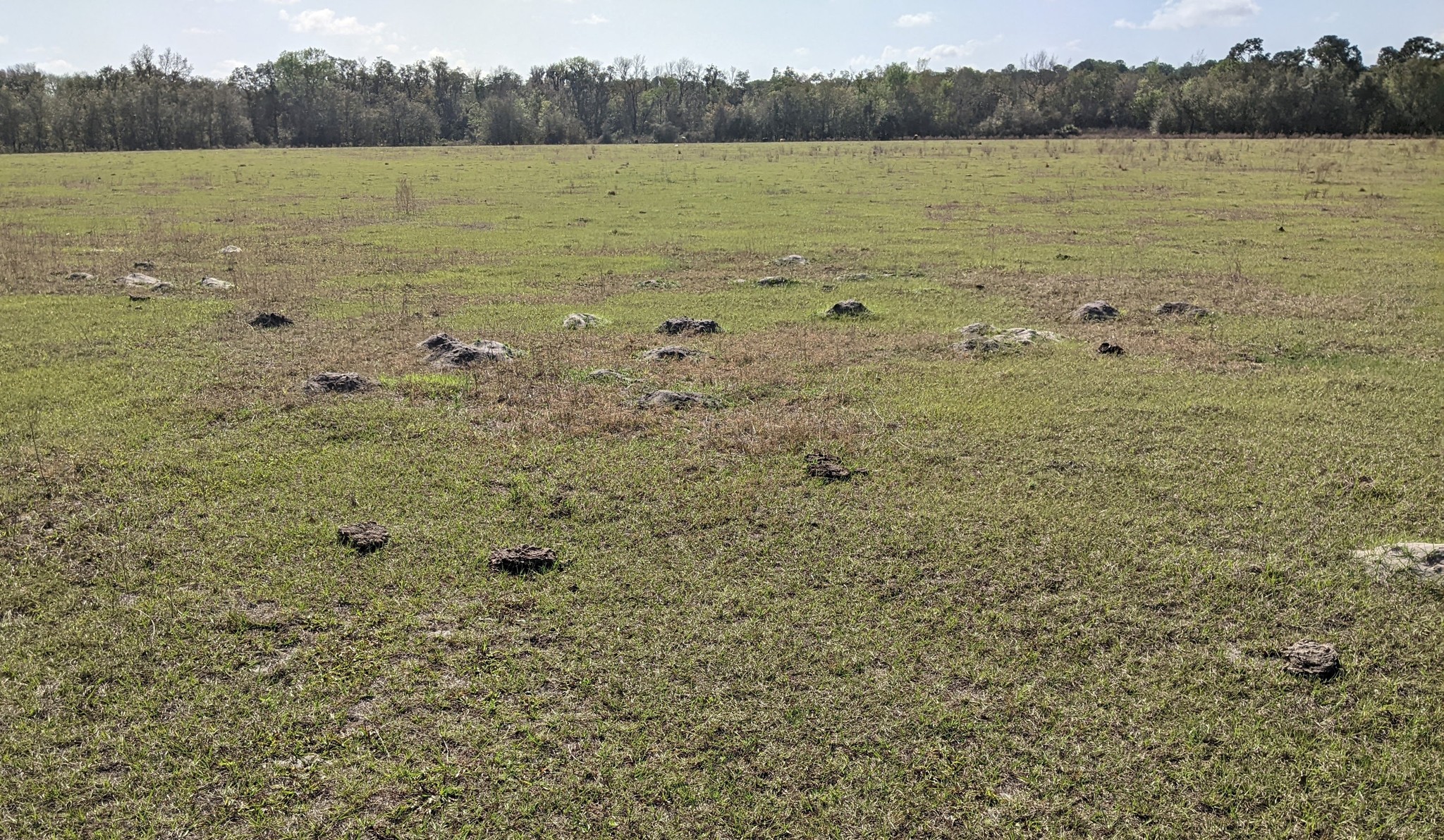 Geomys pinetis Rafinesque, 1817