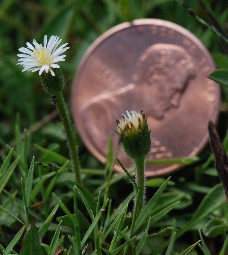 short-rayed fleabane (Plants of Banff National Park (Guide 3) | Les ...