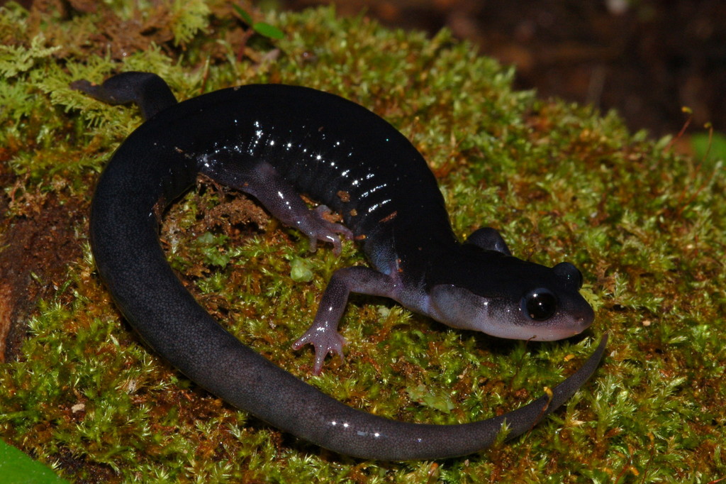 Blue Ridge Gray-cheeked Salamander in June 2012 by squamatologist. Blue ...