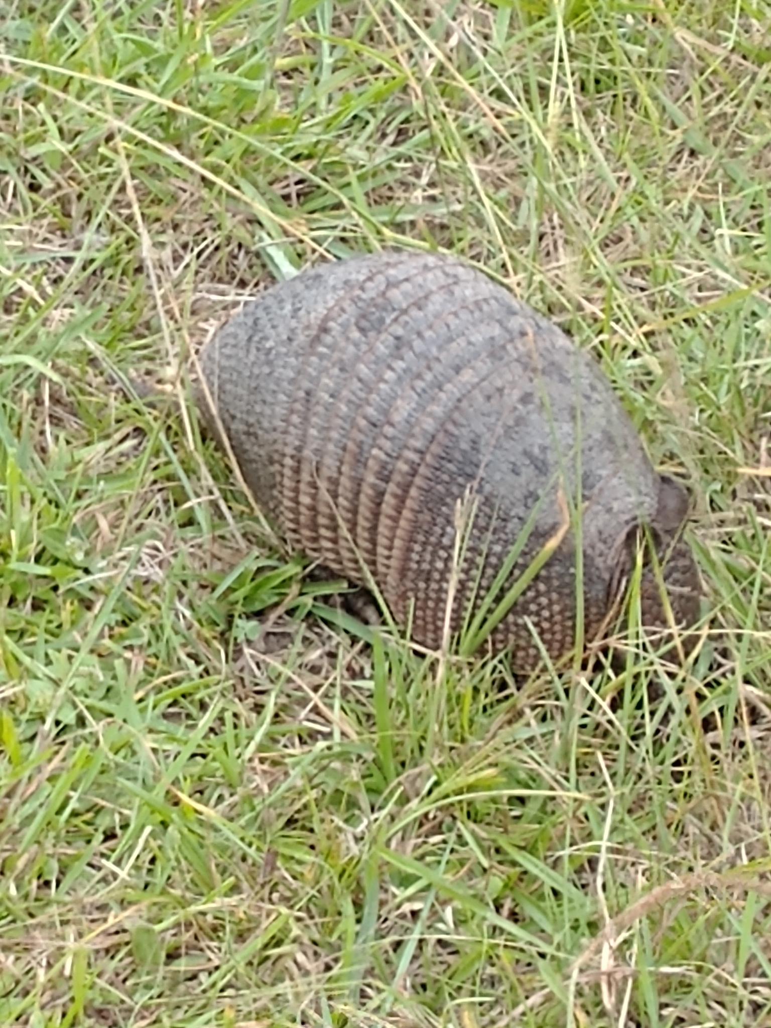 Dasypus septemcinctus Linnaeus, 1758