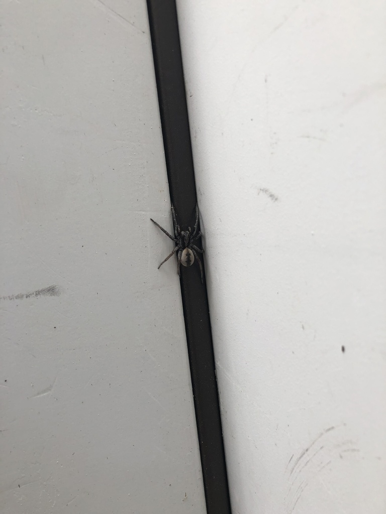 Burrowing Wolf Spiders from Federal Rd, Bald Head Island, NC, US on ...