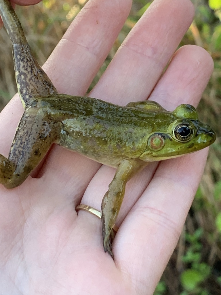 Pig Frog from Florida Gulf Coast University, Fort Myers, FL, US on ...